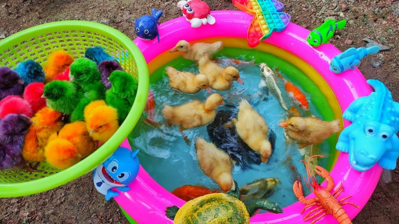 Menangkap Ayam Lucu, Bebek, Anak Itik Mandi, Ayam Rainbow, Ikan Hias ...