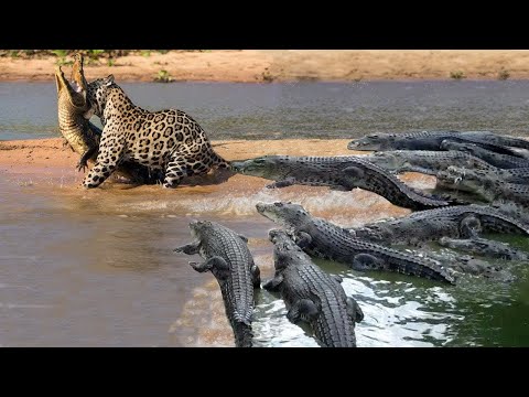 Crocodile is King Swamp! Crocodile vs Leopard, Elephant Protect Baby From Crocodile Hunting