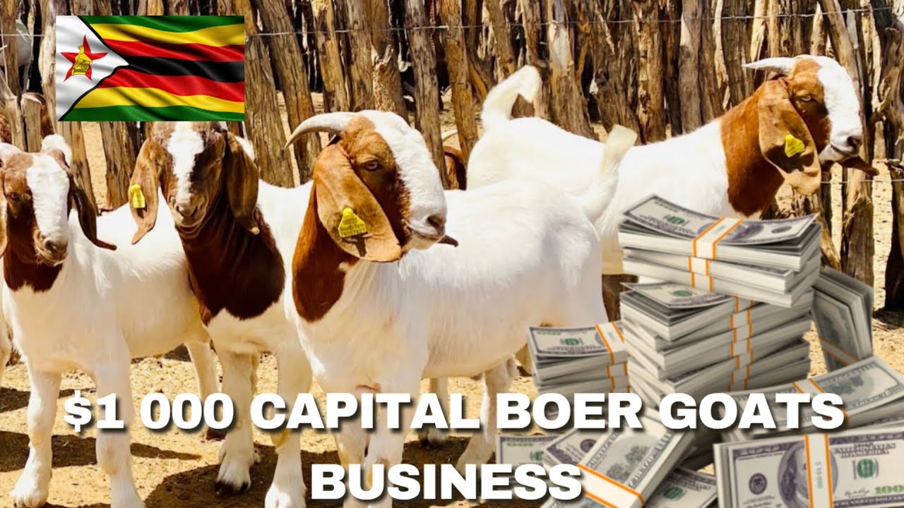 How Much You Can Make From Boer Goat Farming In Zimbabwe Starting With ...
