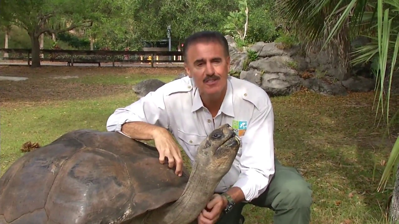 Zoocademy - Galapagos Tortoise - Zoo Miami - YouTube