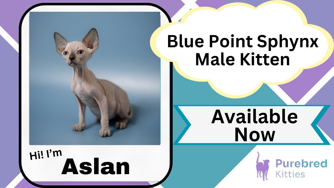 Aslan Blue Point Sphynx Male Kitten Available Now | Purebred Kitties ...