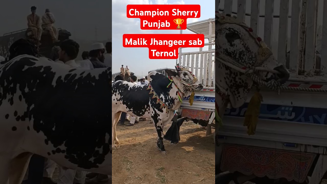 Sherry Punjab Malik Jhangeer sab ️‍🔥 Ternol 2025. - YouTube