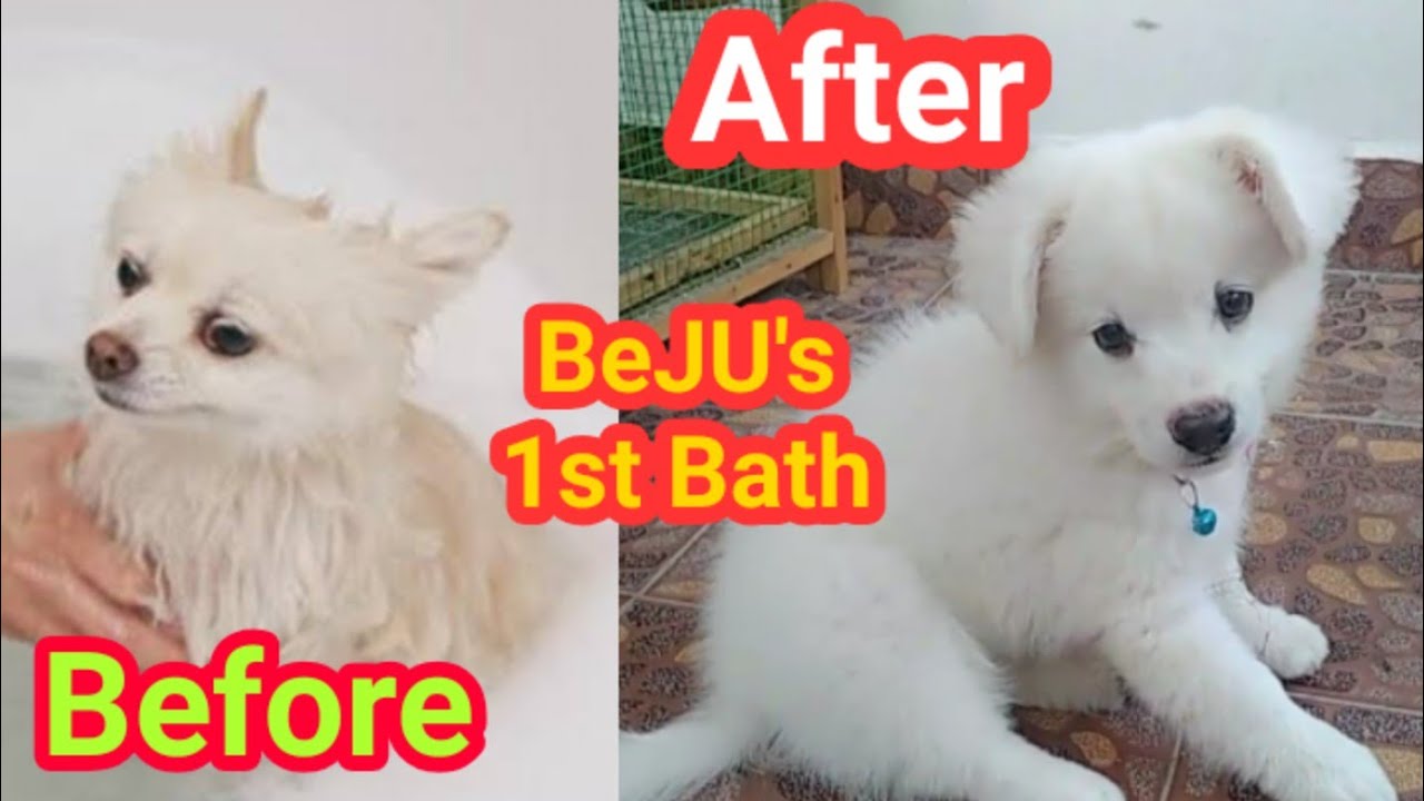BeJU's first cute Bath/ Cure Pomeranian puppy first bath / World ...