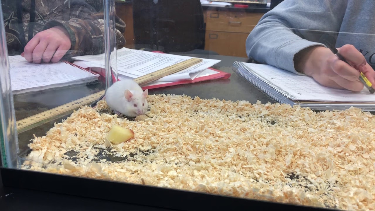 Mice food preference Apple & Chow Trial 2 - YouTube