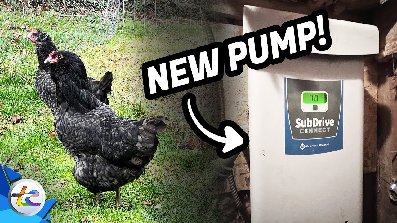 Chicken and Garden Update: The Pump is Fixed (And The Chickens Escaped ...