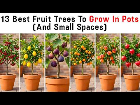 13 Best Fruit Trees to Grow in Pots and Small Spaces