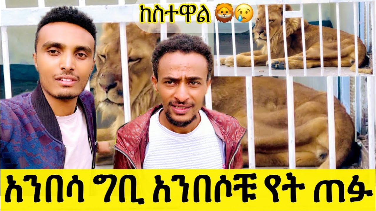 አንበሳ ግቢን እናስጎብኛችሁ አንበሳዎቹ በምን ሁኔታ ላይ ይገኛሉ Anbessa Gibi Park Vlog 🦁🦁😢 ...