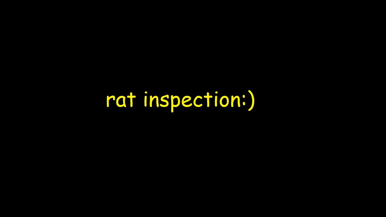 rat inspection #1 - YouTube
