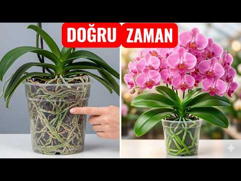 Geç Kalırsan Çürür! Orkide Saksı Değişiminin Kritik İşaretleri