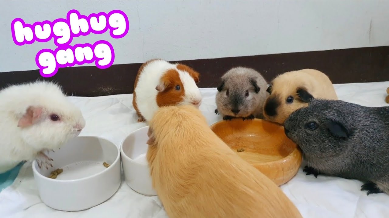 Enjoy dinner with hughug a guinea pig gang - YouTube