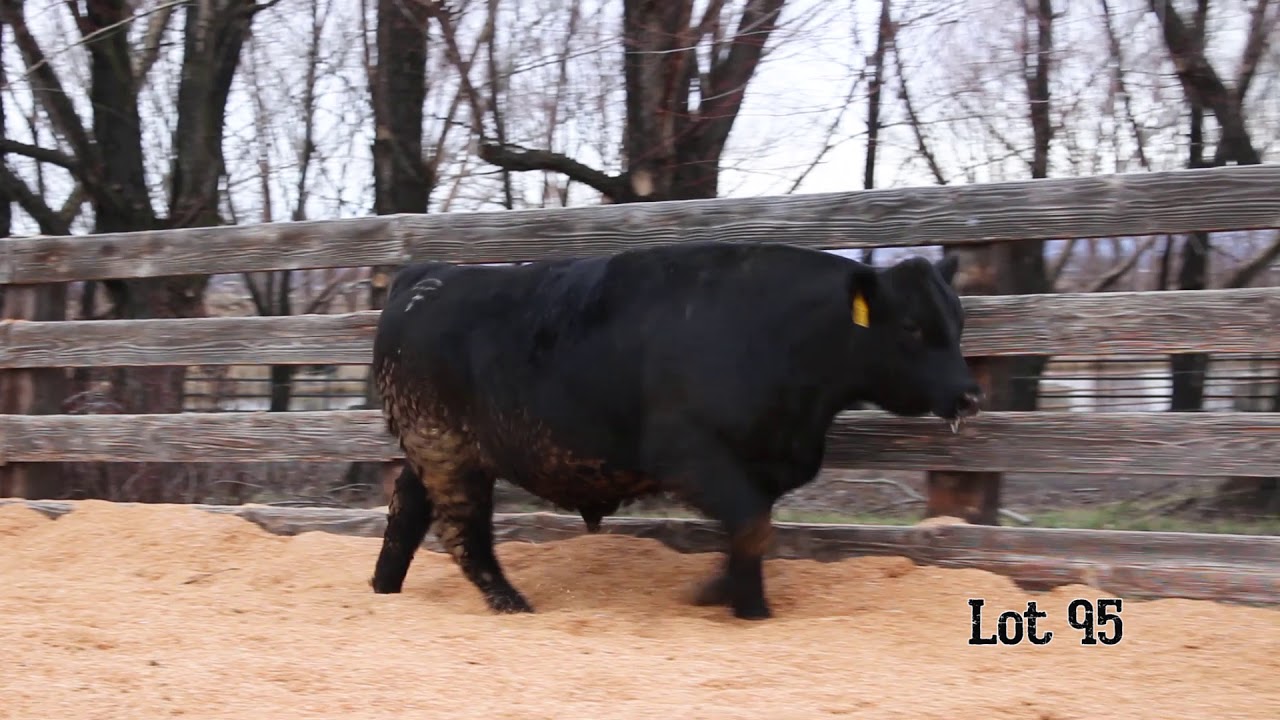 Lot 95 YouTube lot-95-youtube