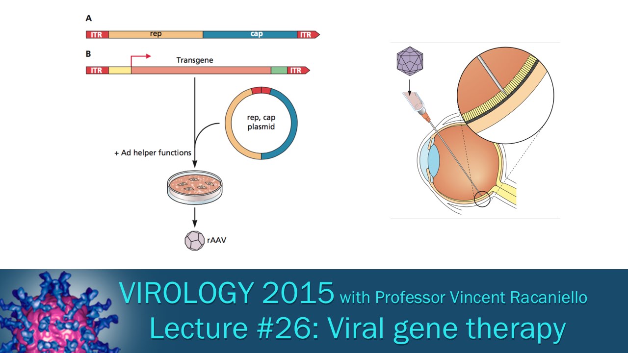 Virology 2015 Lecture #26: Viral gene therapy - YouTube