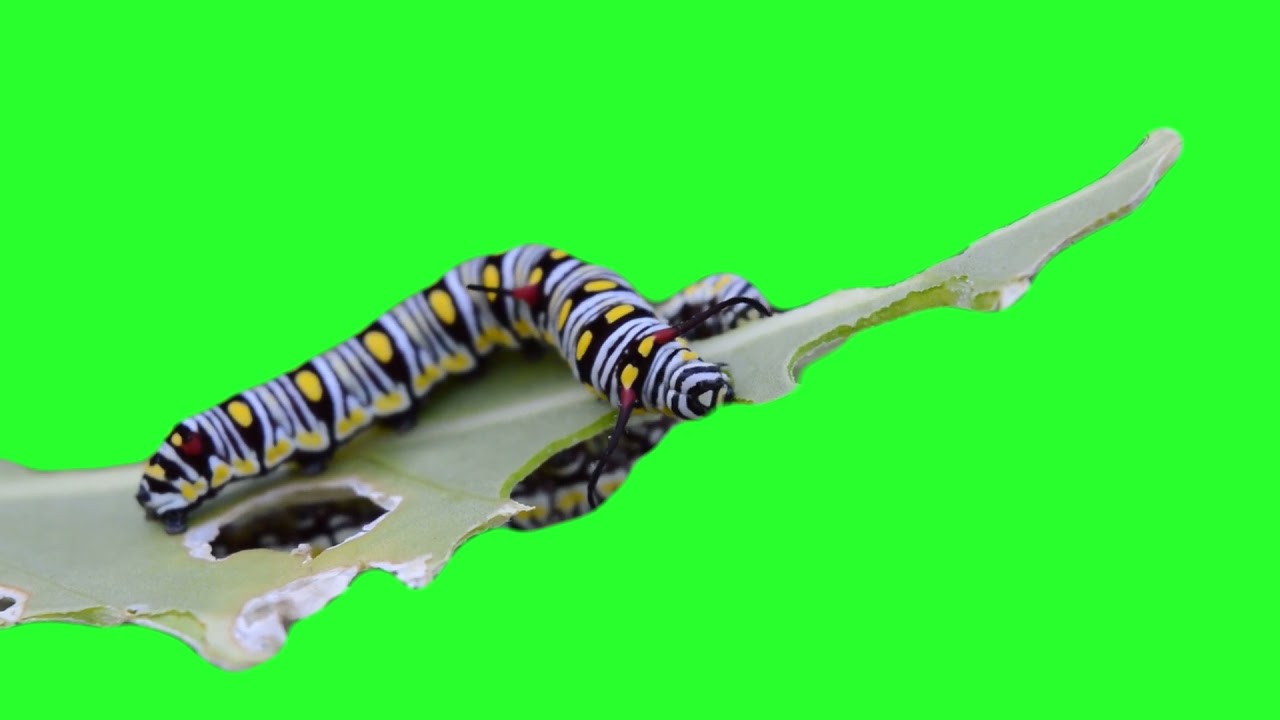 Caterpillar green screen| Caterpillar Inchworm - Free Green Screen ...