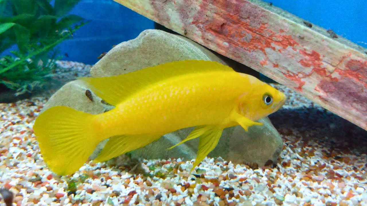 Pretty Yellow Fish Waving Its Fin | Lovely Lemon Cichlid from Africa ...