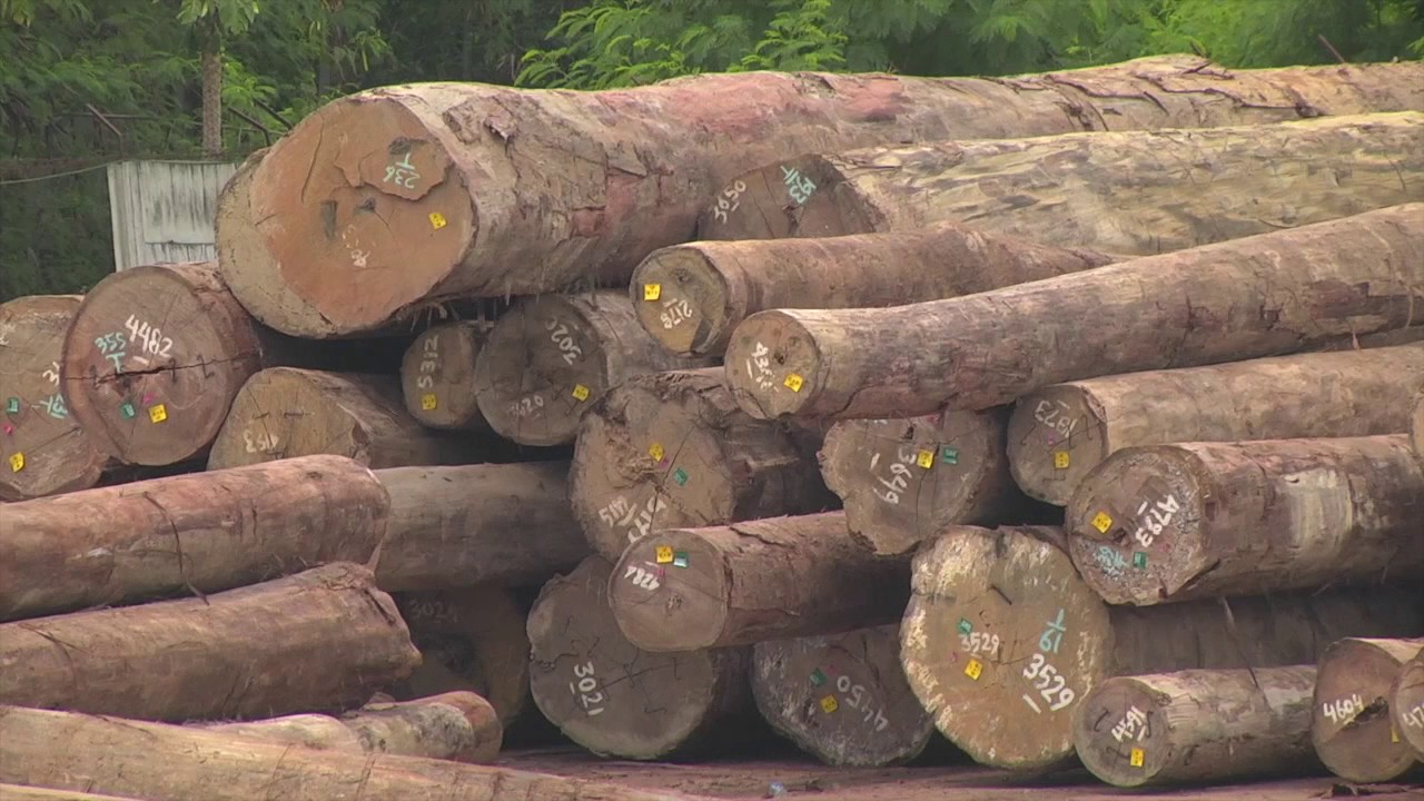 Mata Indonesia - Sistem Verifikasi Legalitas Kayu Mendukung Pelestarian ...