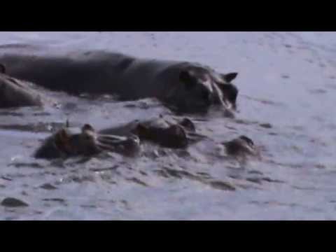 2013-01-08 Hippo family snorting away in Chobe River, Botswana - YouTube