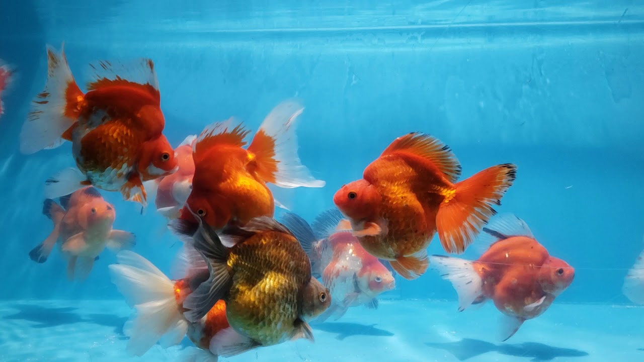 Imported chinese goldfish show size and quality - YouTube
