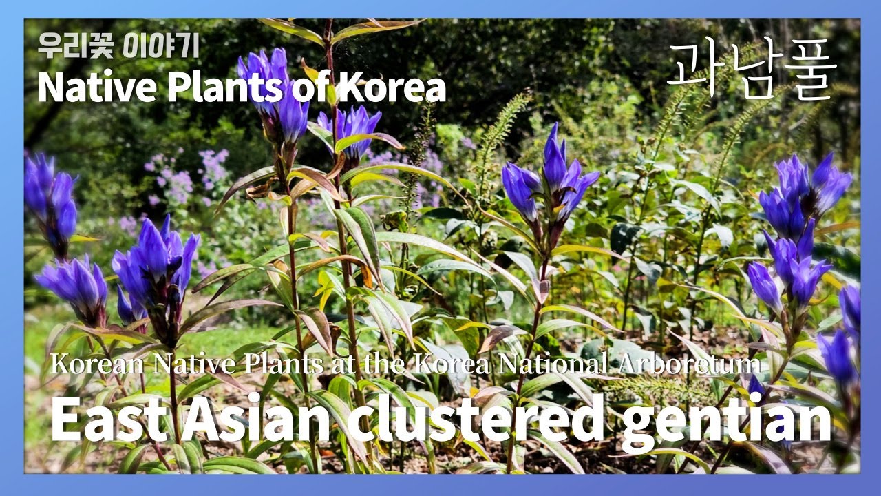 과남풀 [97. East Asian clustered gentian] Native Plants of Korea - YouTube