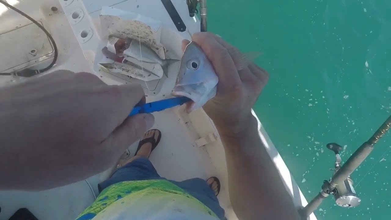 Snapper fishing | Catching Snapper Close to shore - YouTube