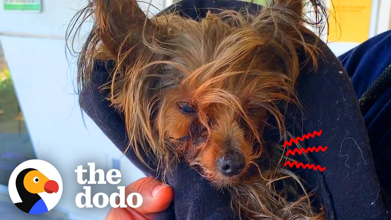 Dog Who Had Never Lived Inside Didn't Know What A Bed Was | The Dodo ...