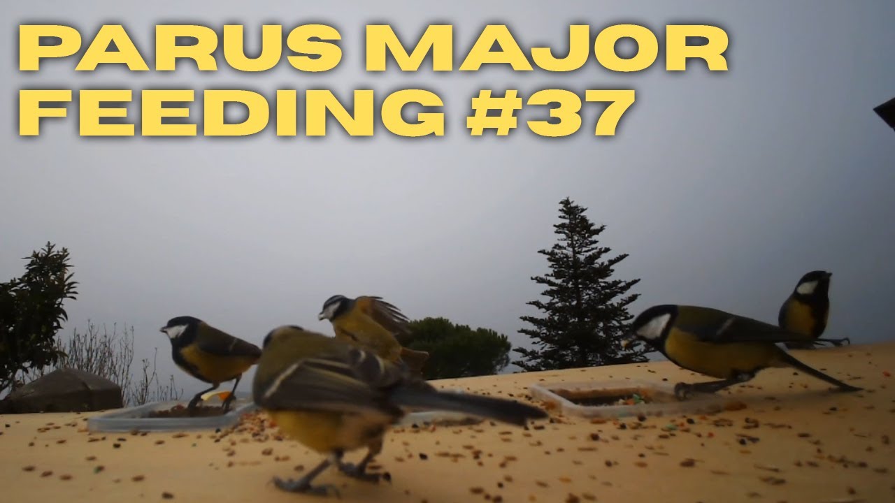 Parus Major Bird Feeding #37 - YouTube
