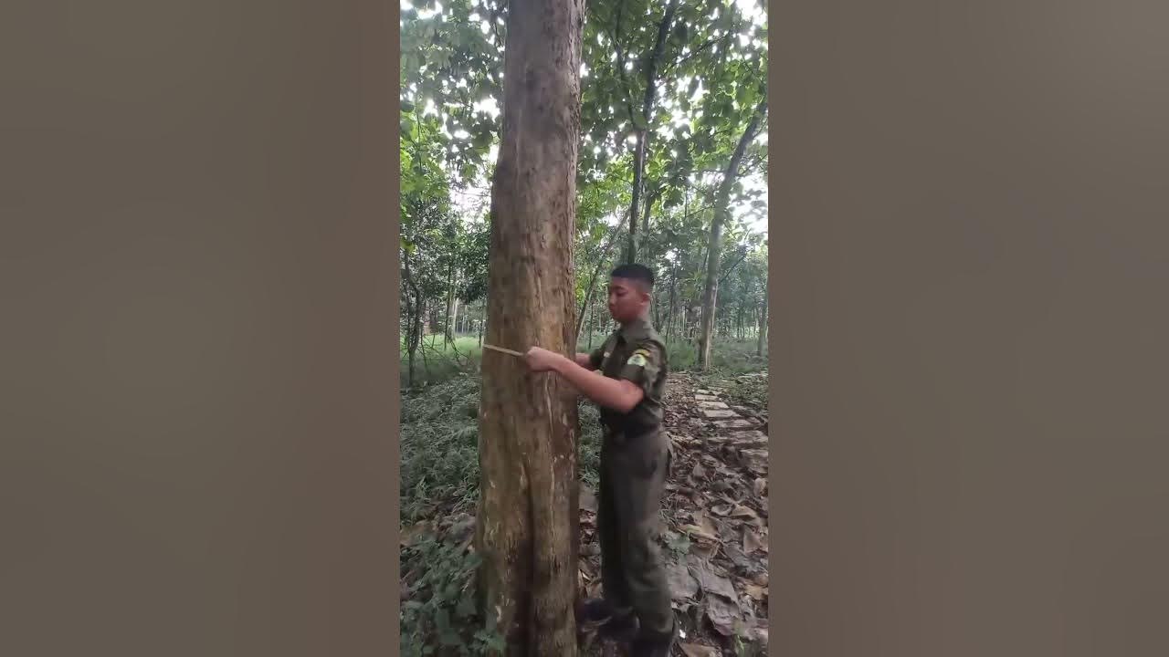 Cara mengukur diameter pohon-Damar Tyas Saputra/XI C - YouTube