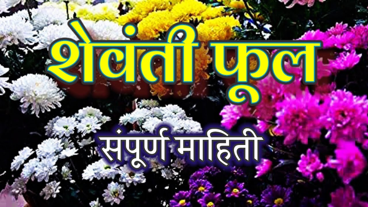 शेवंती फूल माहिती | shevanti fulachi mahiti - YouTube