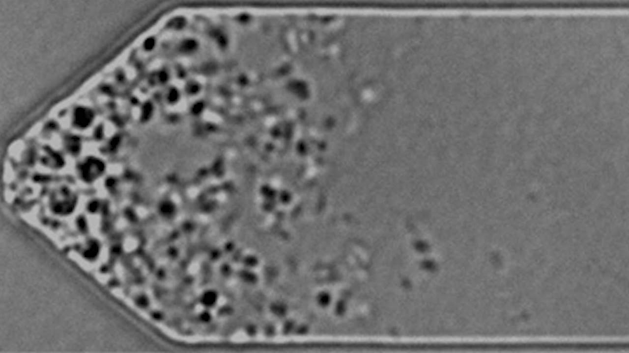 Scientists Build Artificial Cell That Can Grow and Divide Like a ‘Real ...