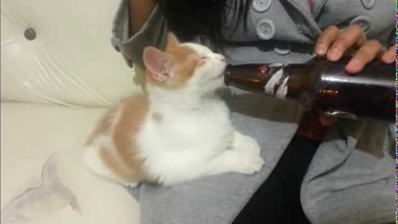 gato borracho - YouTube