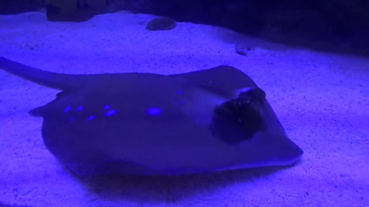 Neotrygon caeruleopunctata - Last, White & Serét, 2016 - (Dasyatidae ...