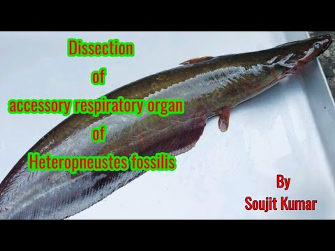 Dissection of accessory respiratory organ of Heteropneustes fossilis ...