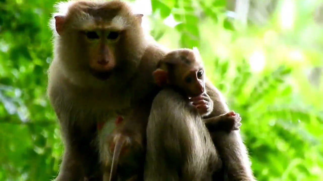 Baby monkey fall down because of Ashley climb very high - YouTube