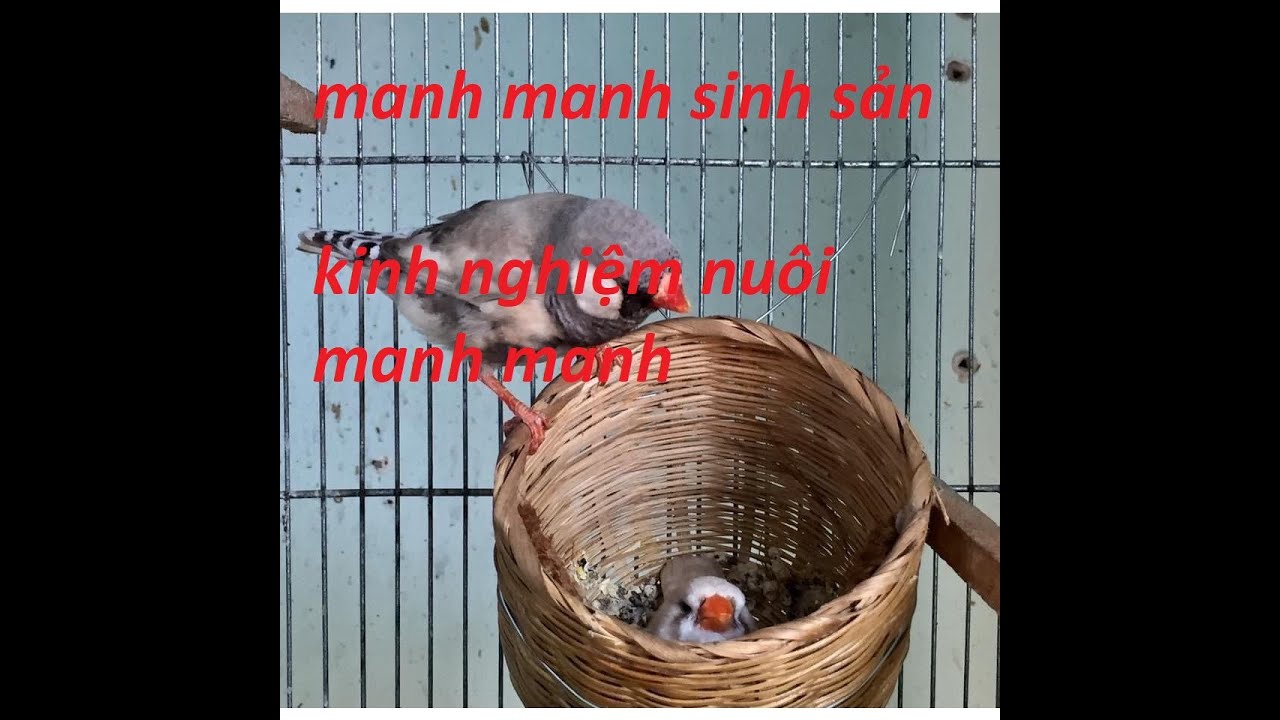 kinh nghiệm nuôi chim manh manh | chim manh manh xinh sản - YouTube