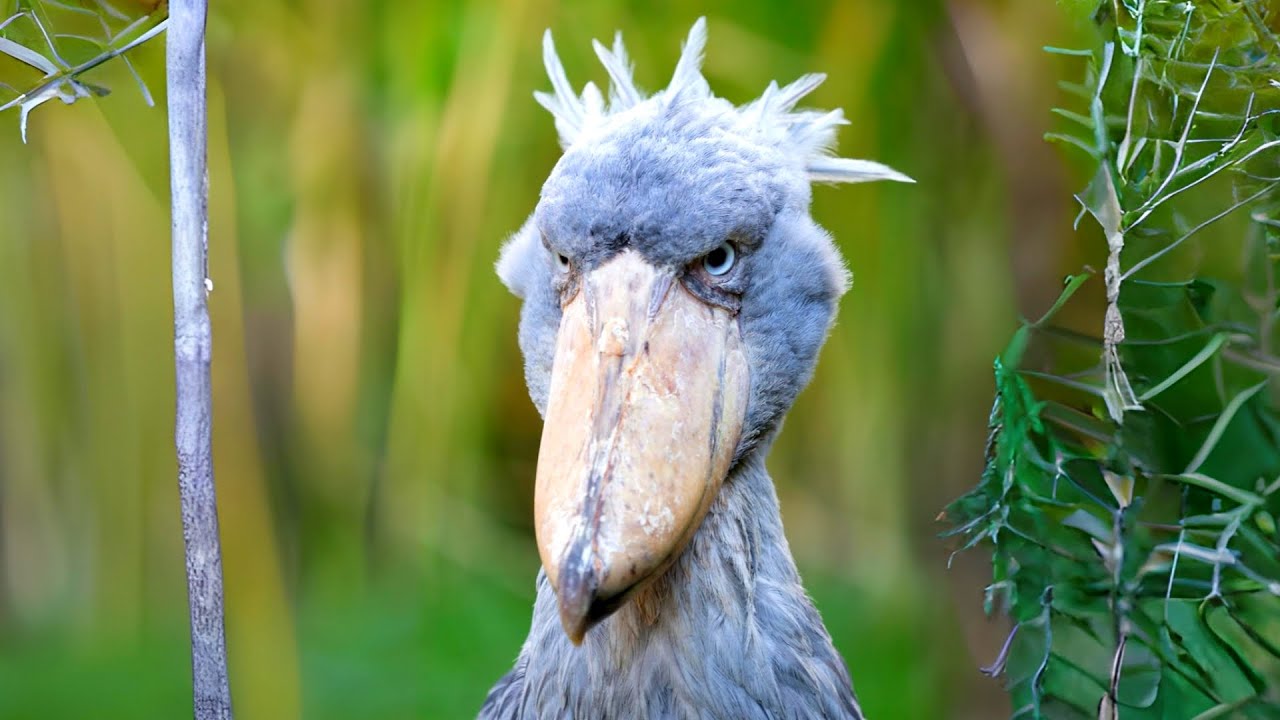 Shoebill Stork - In 1 Minute! 🦤 The Dinosaur-looking Bird! | 1 Minute ...