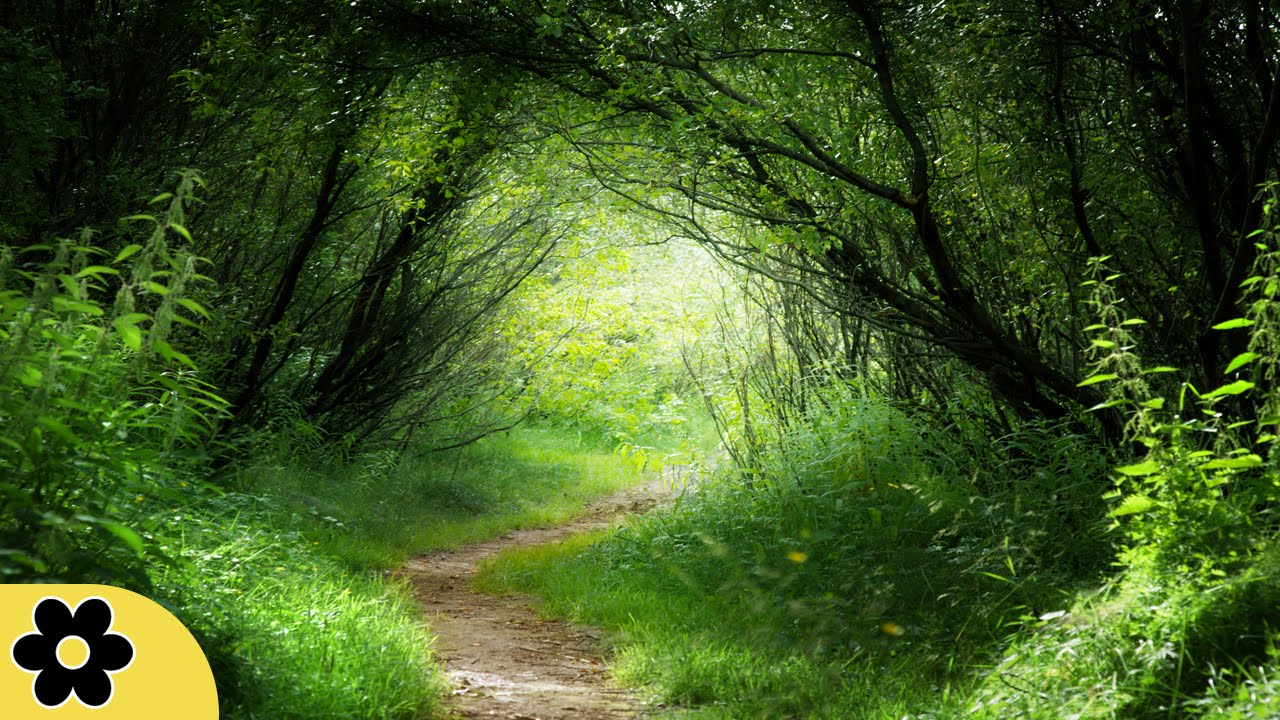 Healing Meditation Music, Relaxing Music, Music for Stress Relief ...