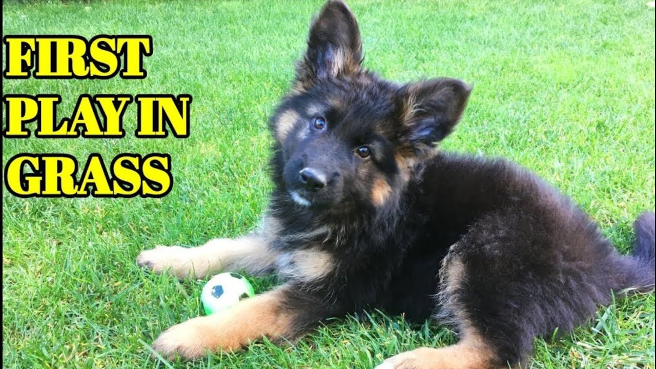 EVO Puppy German Shepherd First play in Grass with ball - Day 4 in the ...