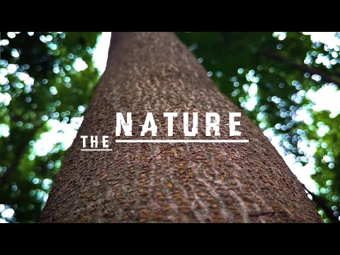 Nature Short Film || Nature B-Roll By Perfect Clicks || Forest Cinematic Videography ||