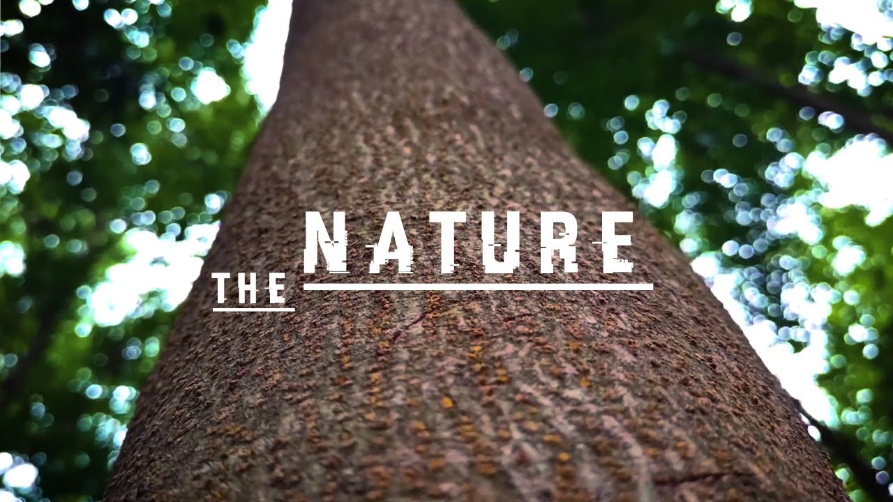 Nature Short Film || Nature B-Roll By Perfect Clicks || Forest ...