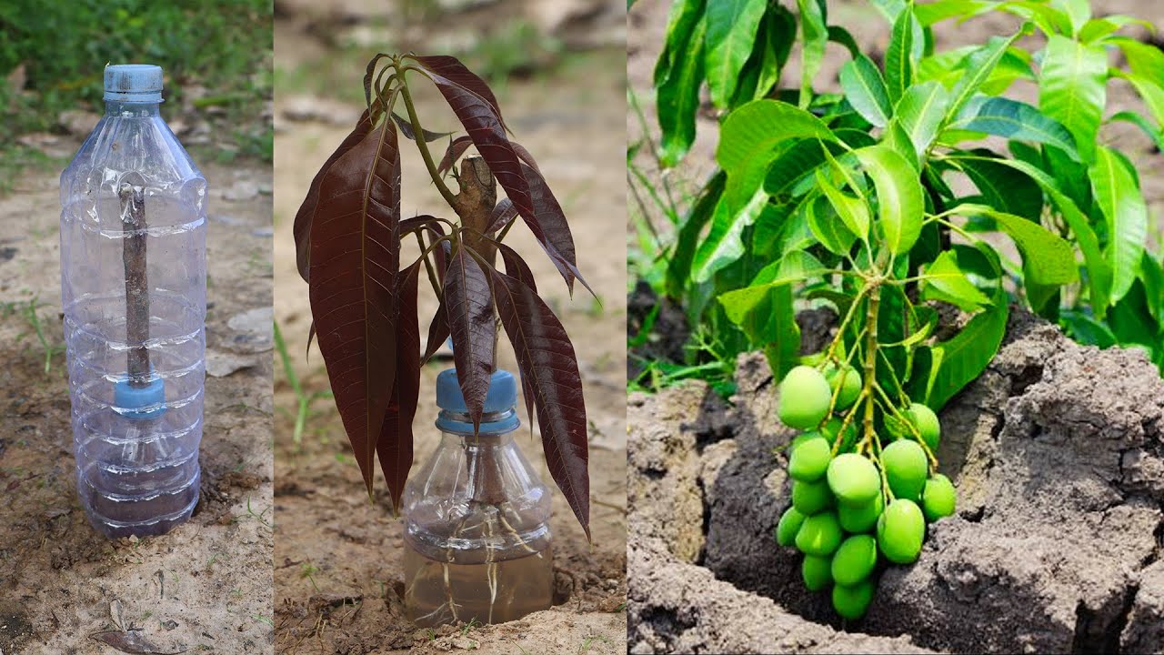 Amazing way of mango trees from cutting With Onion In A Glass Of Water ...