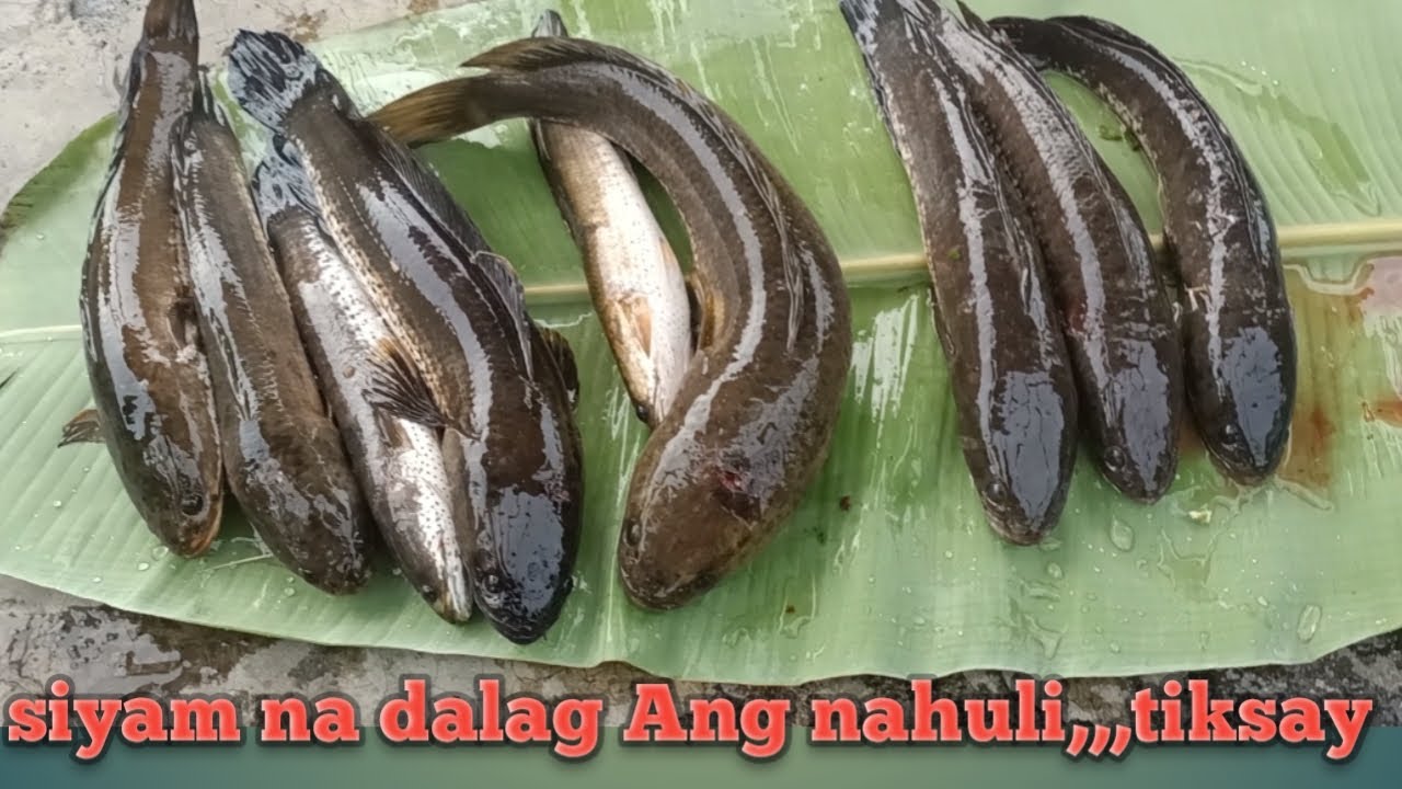 Jockpot siyam na dalag,Ang nahuli,,,, - YouTube