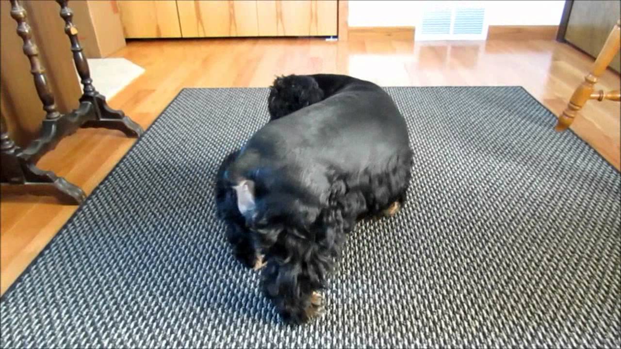 Miniature Cockapoo Puppy playing with Mama - YouTube