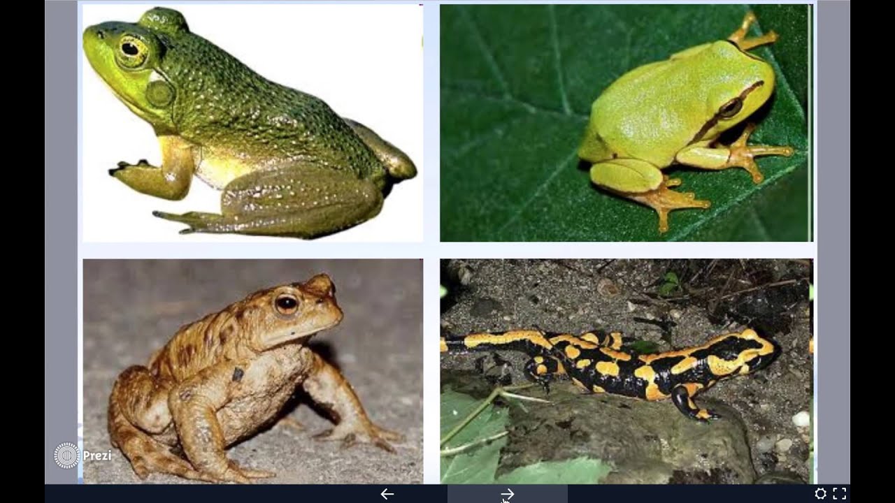 Lezione sugli anfibi - YouTube