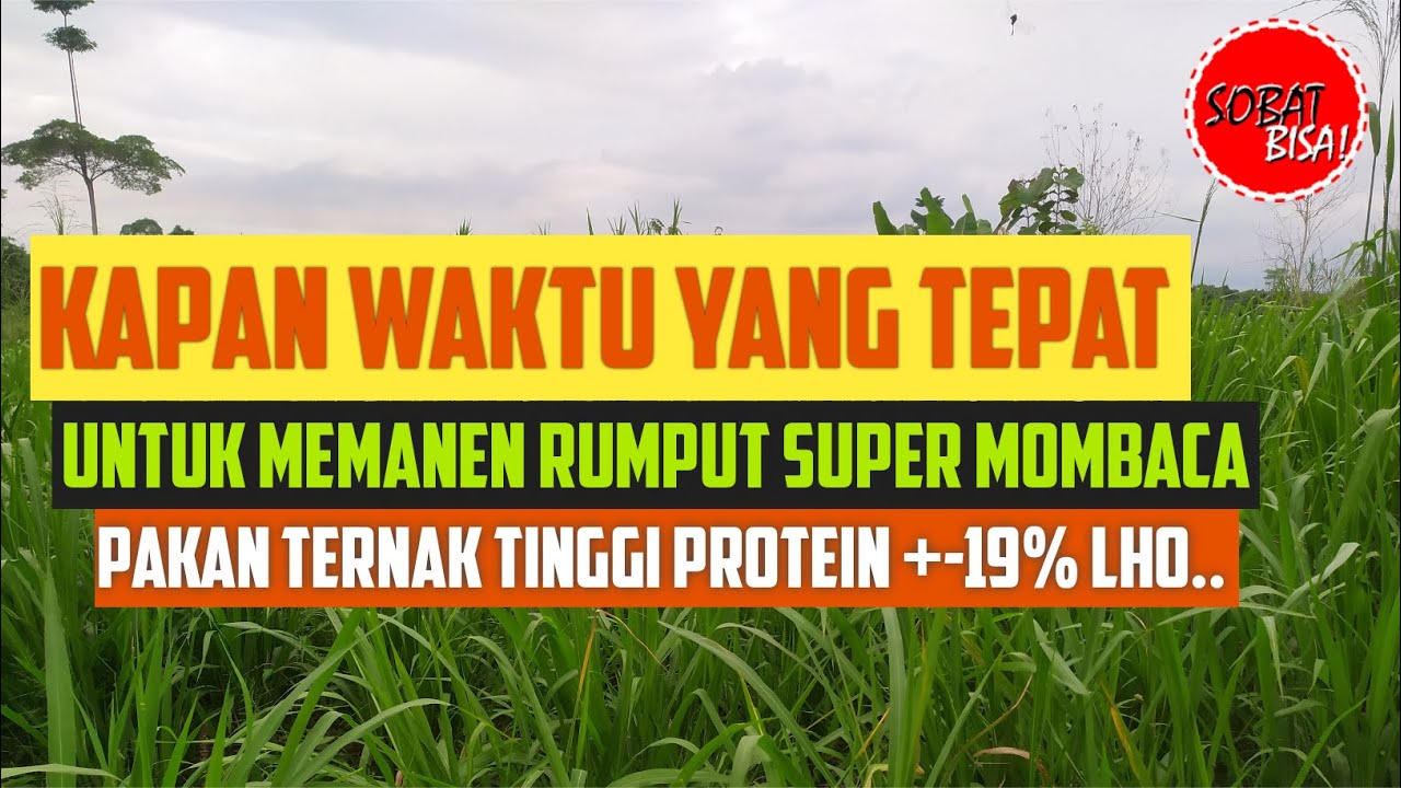 Waktu yang tepat untuk panen rumput Super Mombaca - YouTube