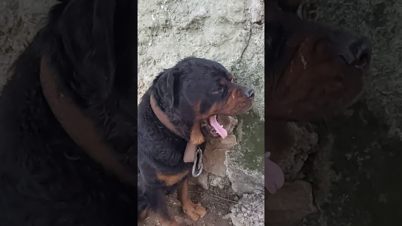 Rottweiler - YouTube