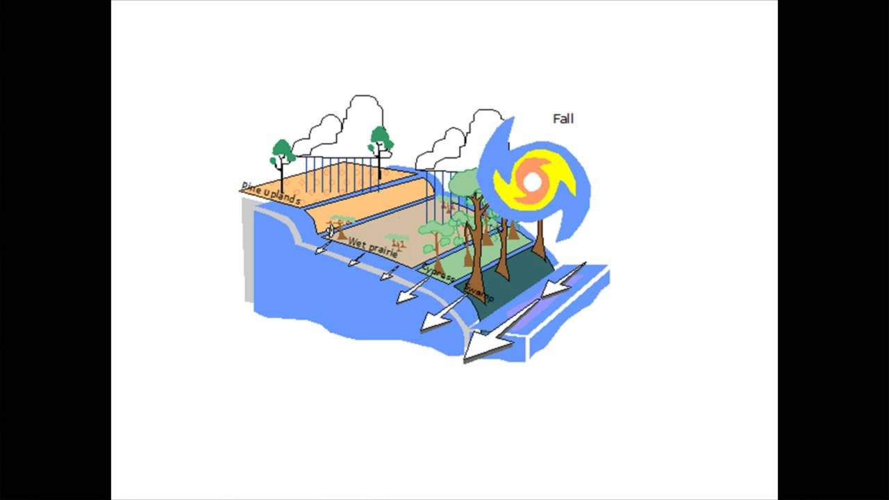 Swamp Cycle Cartoon - YouTube