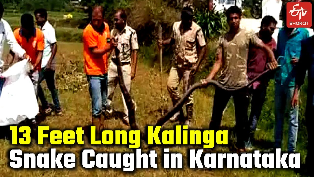 13 Feet Long Kalinga Snake Captured ...! | How Much Risk Taking Snake ...