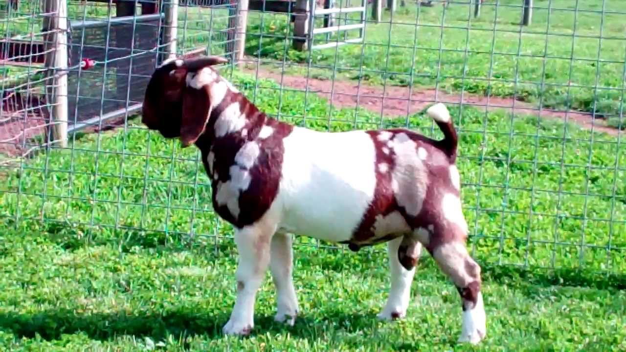 MAX Boer Goats IMAX CROSS FIRE ~ SOLD - YouTube