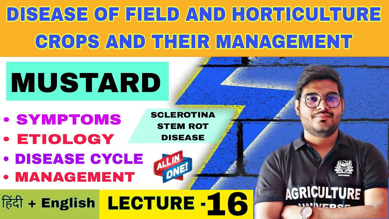 Sclerotinia Stem Rot disease in Mustard || mustard disease - YouTube