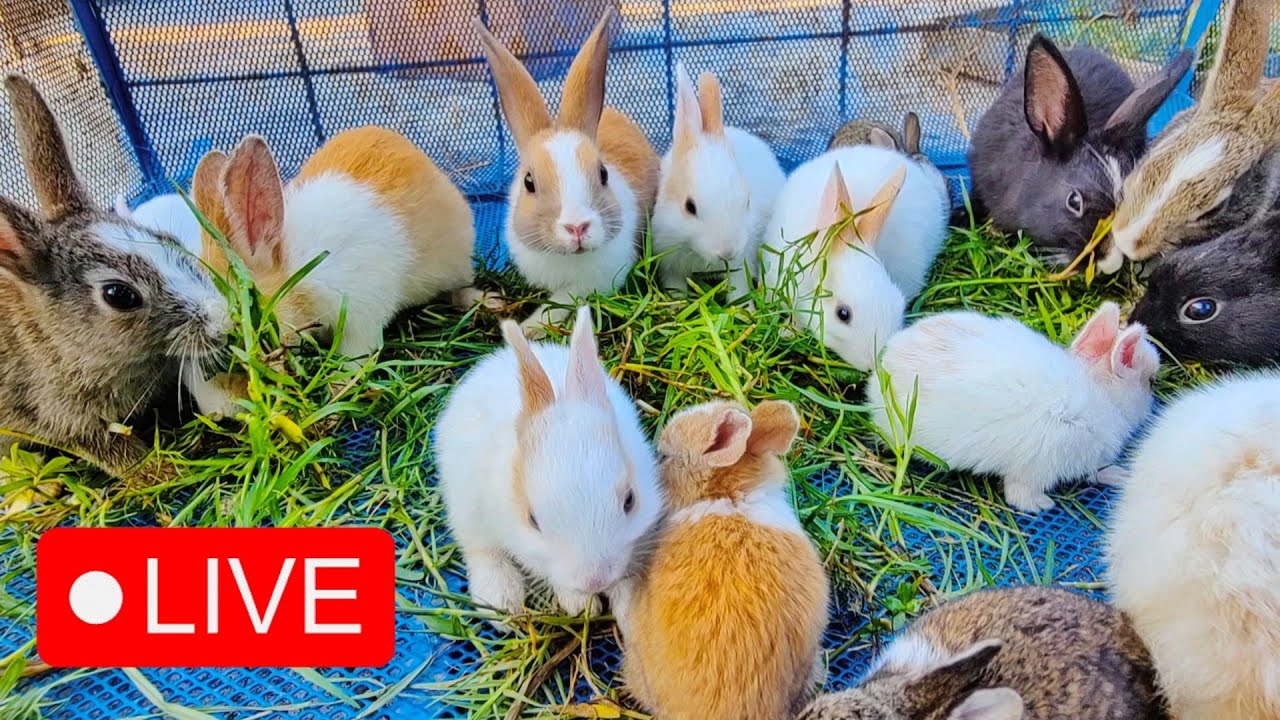 Let's watch cute baby rabbits in live video - YouTube