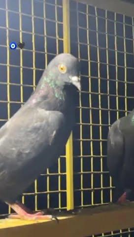 See this pair. This is our breeder pair, Both of these also fly very ...